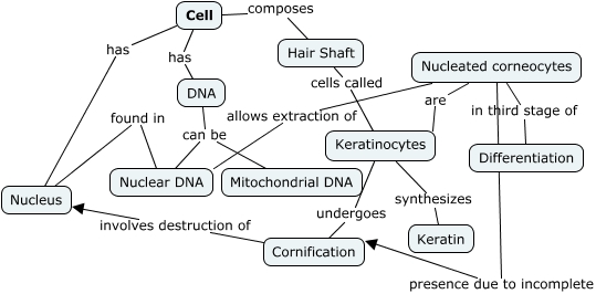 Nuclear DNA in Hair Shaft - How is it possible to have nuclear DNA and mtDNA in the hair shaft?